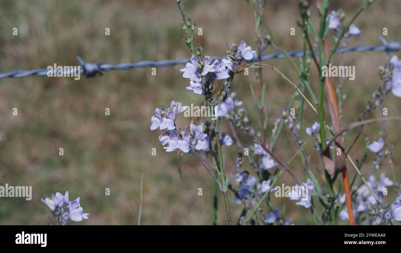 Pale Toadflax (Linaria repens Stock Photo - Alamy