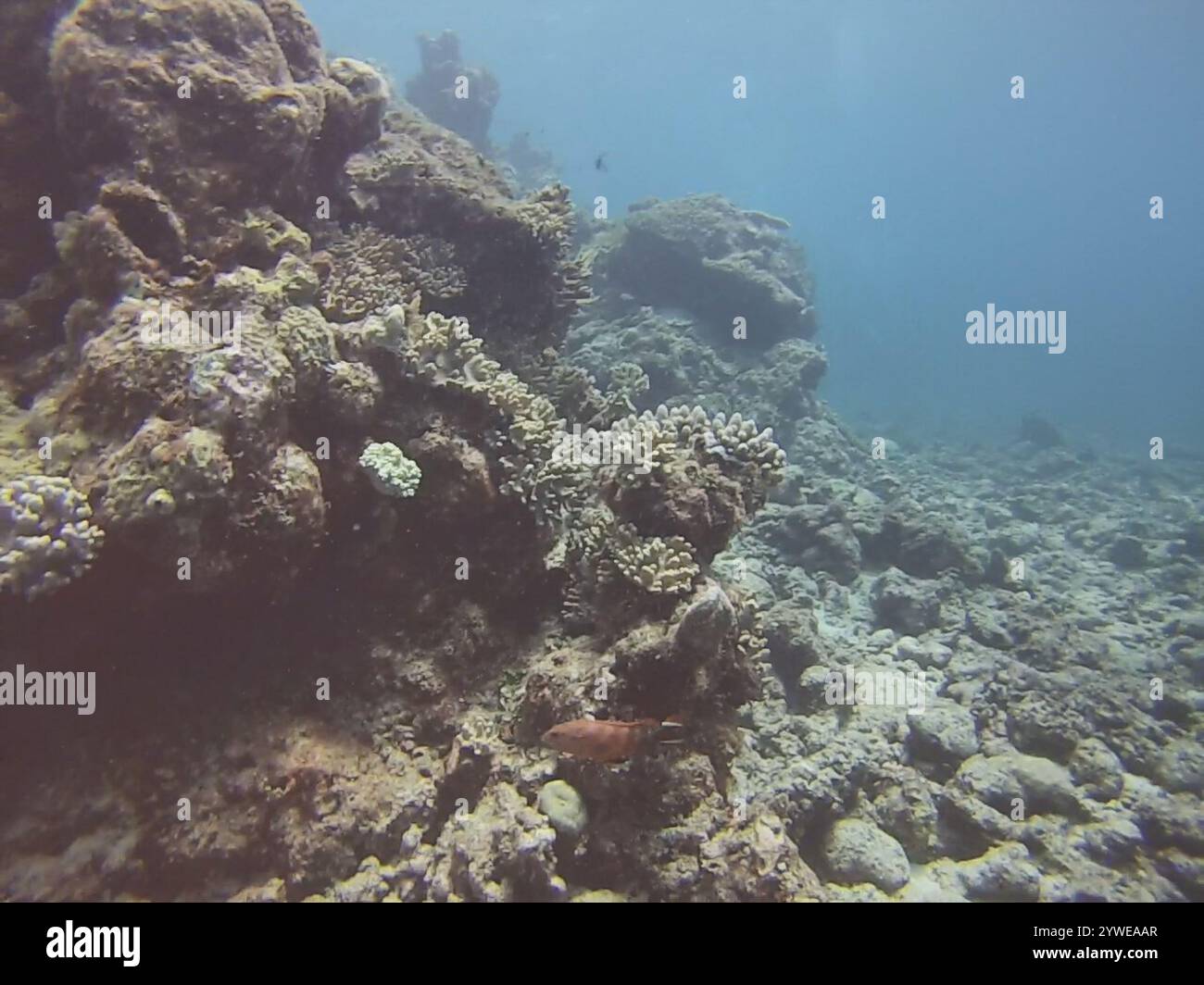 Urodeta hi-res stock photography and images - Alamy