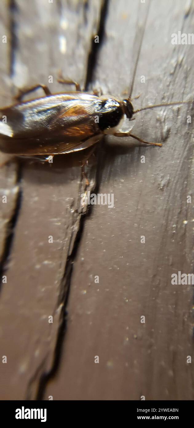 Pennsylvania Wood Cockroach (Parcoblatta pennsylvanica Stock Photo - Alamy