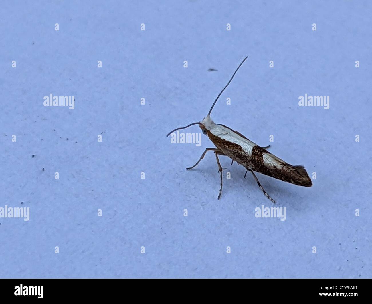 Pruniella hi-res stock photography and images - Alamy