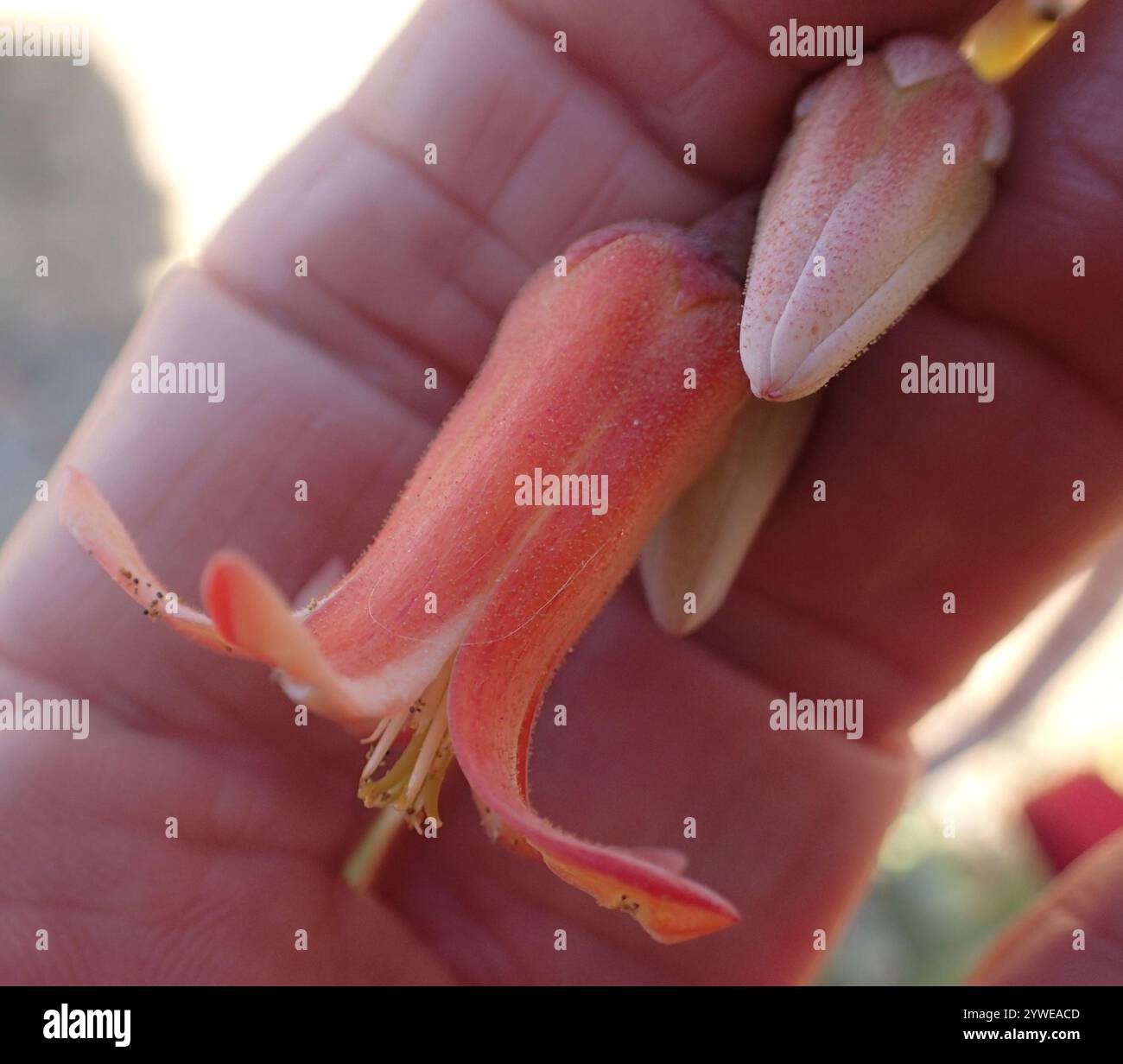 Common Pigs Ear (Cotyledon orbiculata orbiculata Stock Photo - Alamy