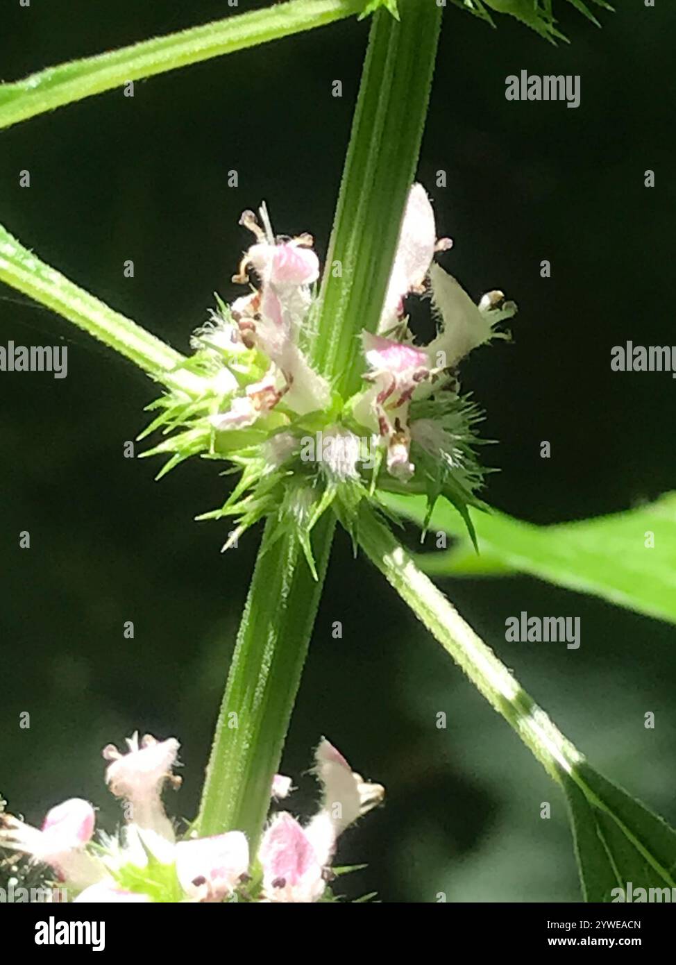 common motherwort (Leonurus cardiaca Stock Photo - Alamy