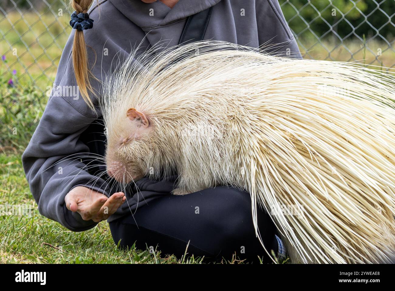 Woman hand feeding albino porcupine in rehabilitation zoo. unique ...