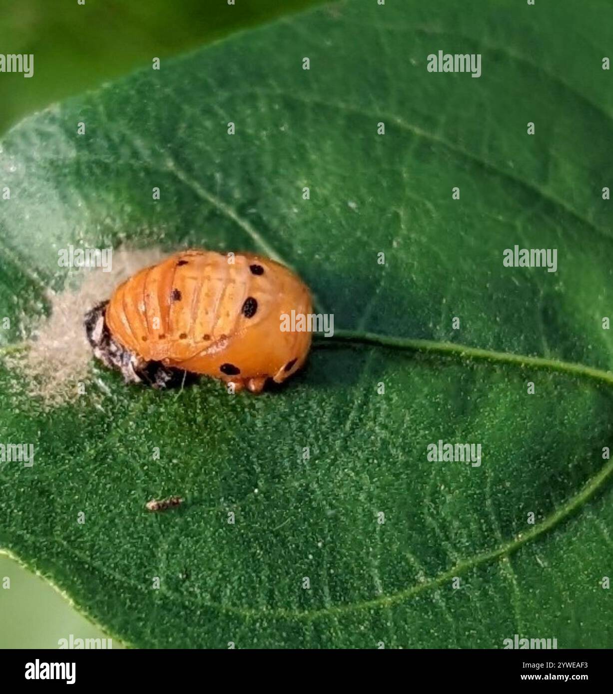 Asian Lady Beetle (Harmonia axyridis Stock Photo - Alamy