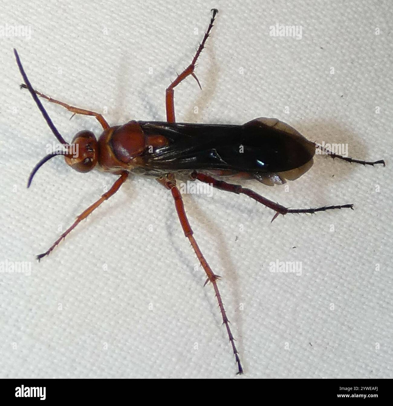 Rusty spider wasp hi-res stock photography and images - Alamy