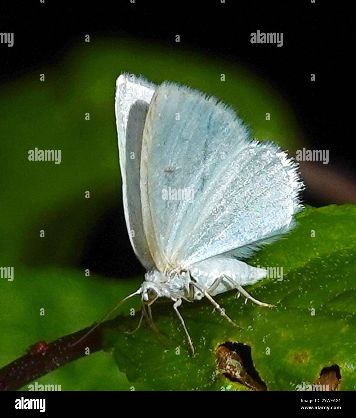White Spring Moth (Lomographa vestaliata Stock Photo - Alamy