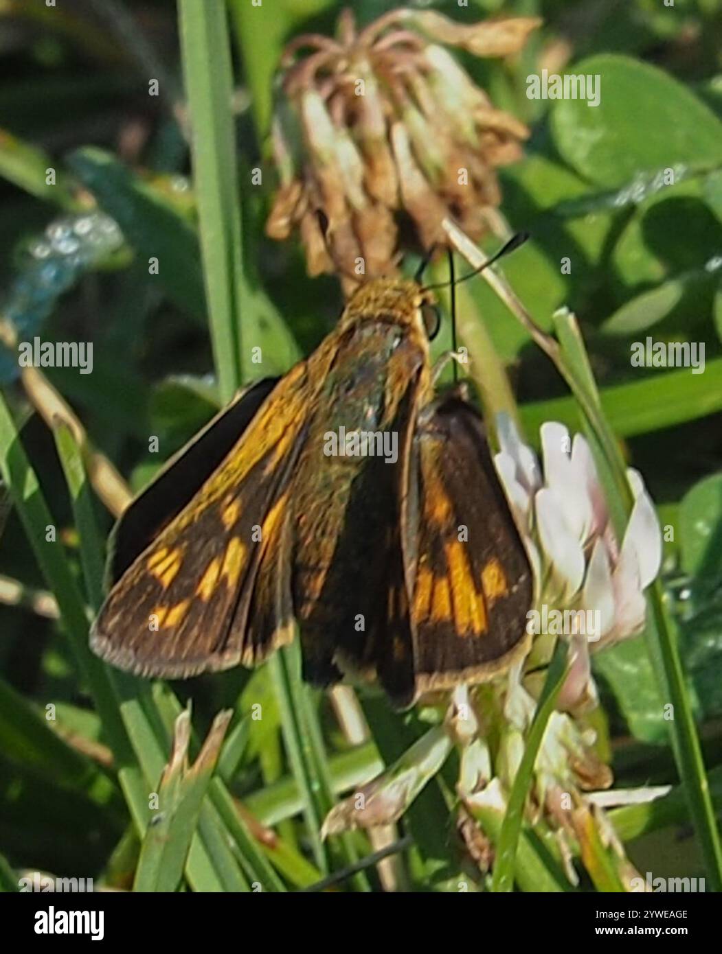 Fiery Skipper (Hylephila phyleus Stock Photo - Alamy
