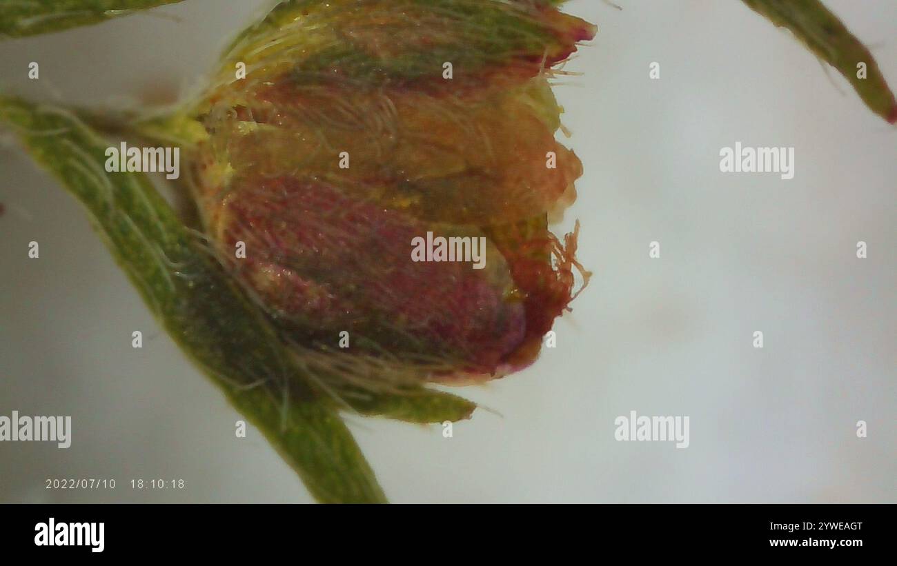 slender pinweed (Lechea tenuifolia Stock Photo - Alamy