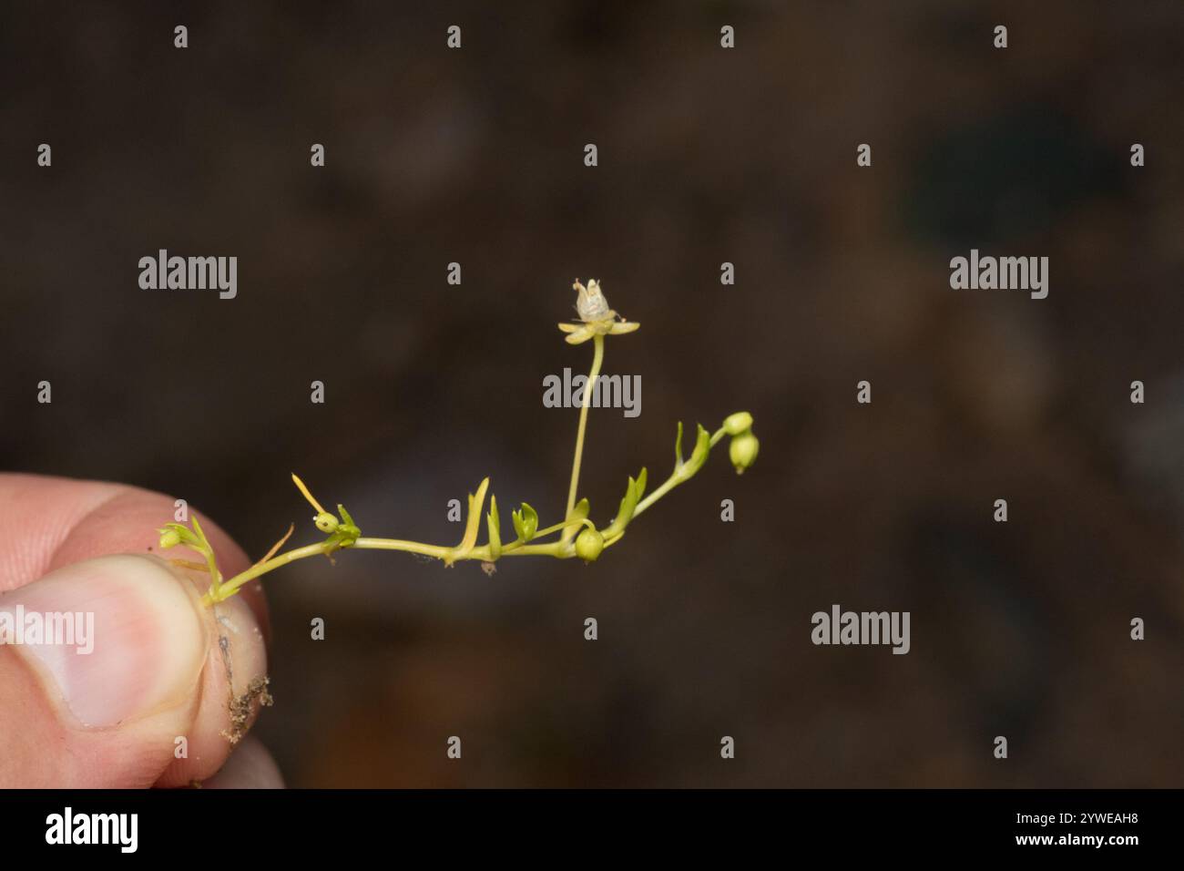 Procumbent Pearlwort (Sagina procumbens Stock Photo - Alamy