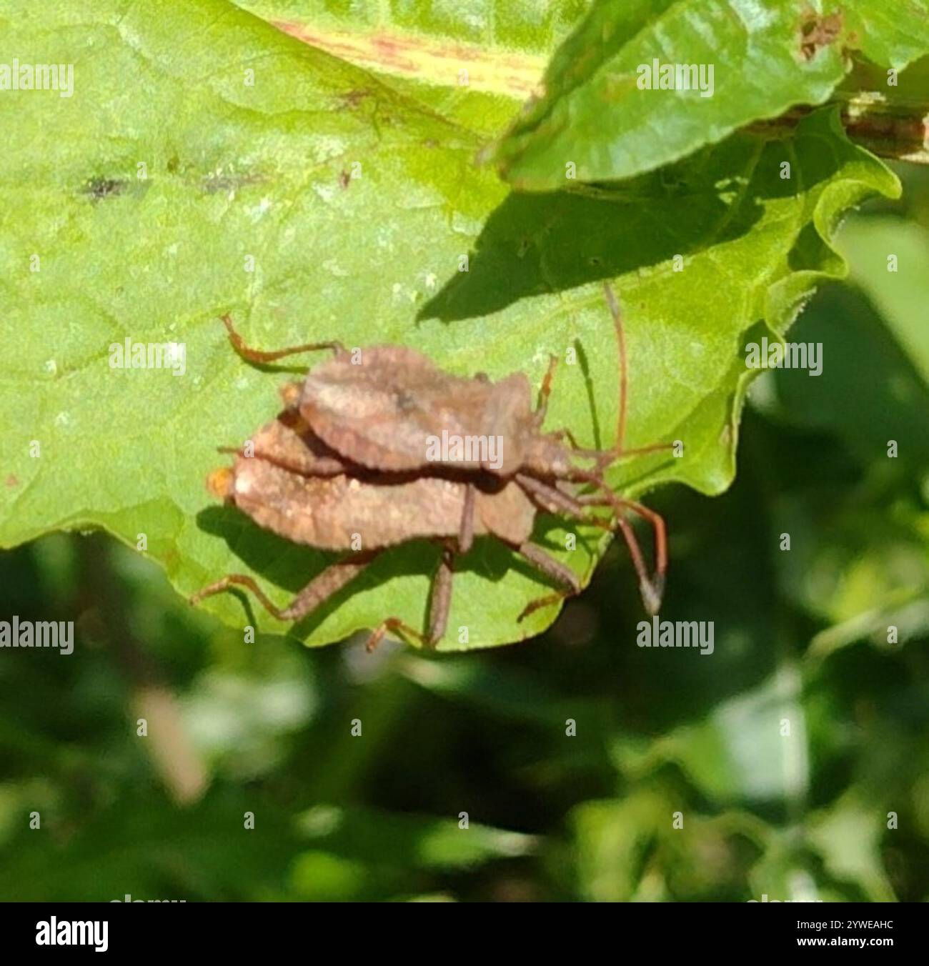 Dock Bug (Coreus marginatus Stock Photo - Alamy