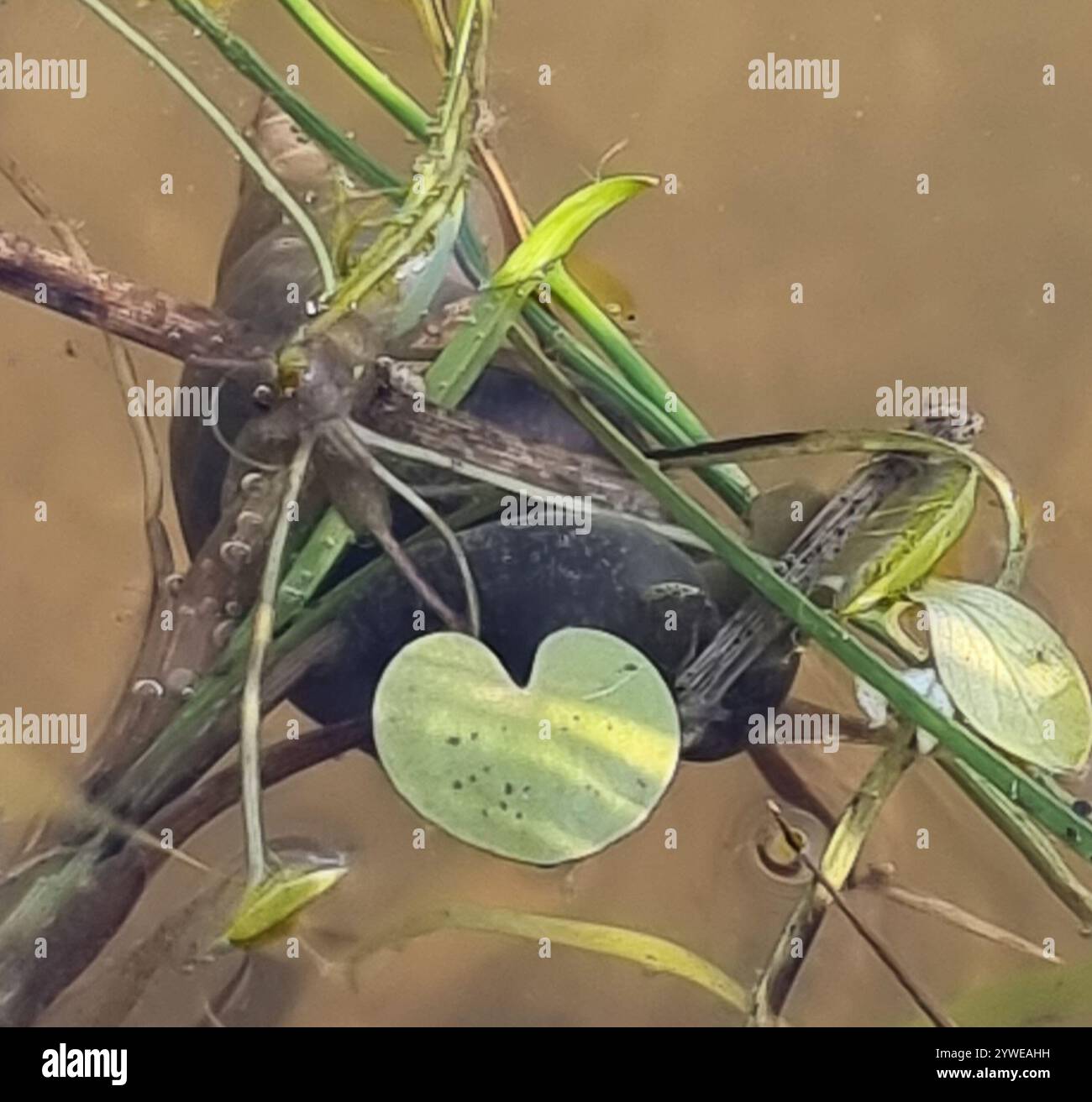 Pond Snails, Bladder Snails, and Allies (Lymnaeoidea Stock Photo - Alamy