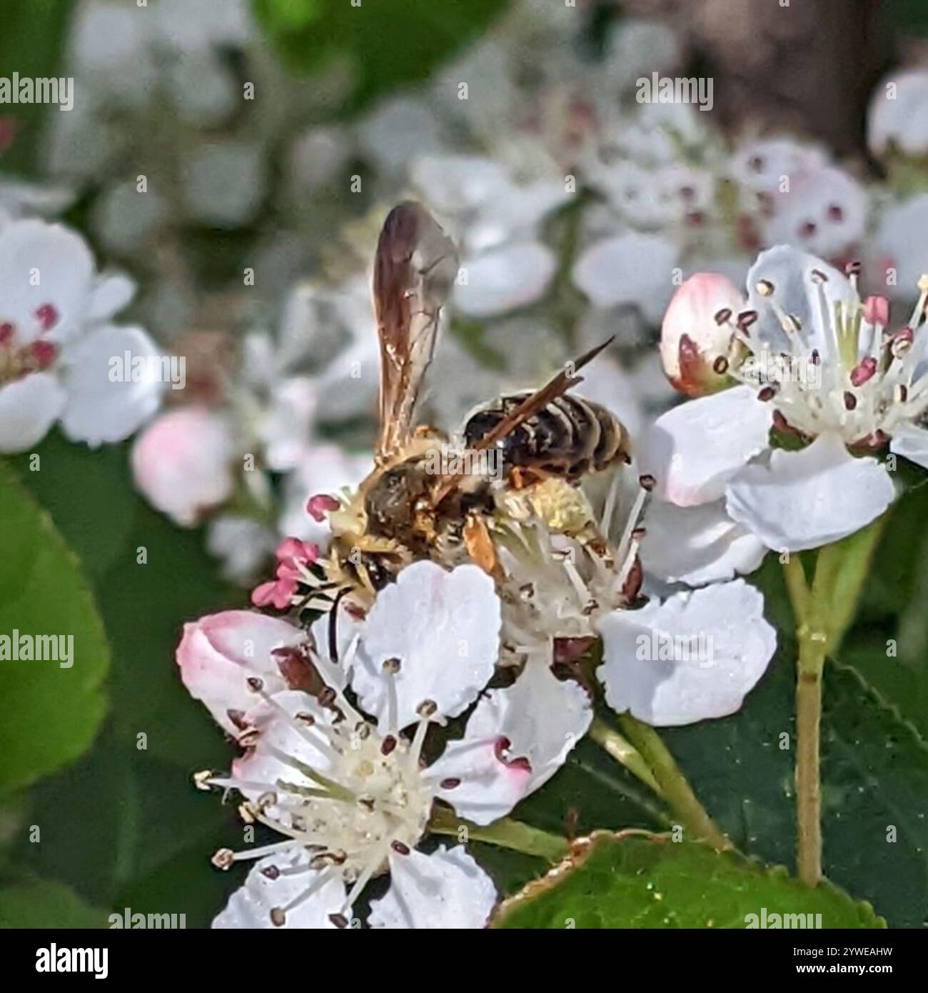 Prunus Miner Bee (Andrena prunorum Stock Photo - Alamy