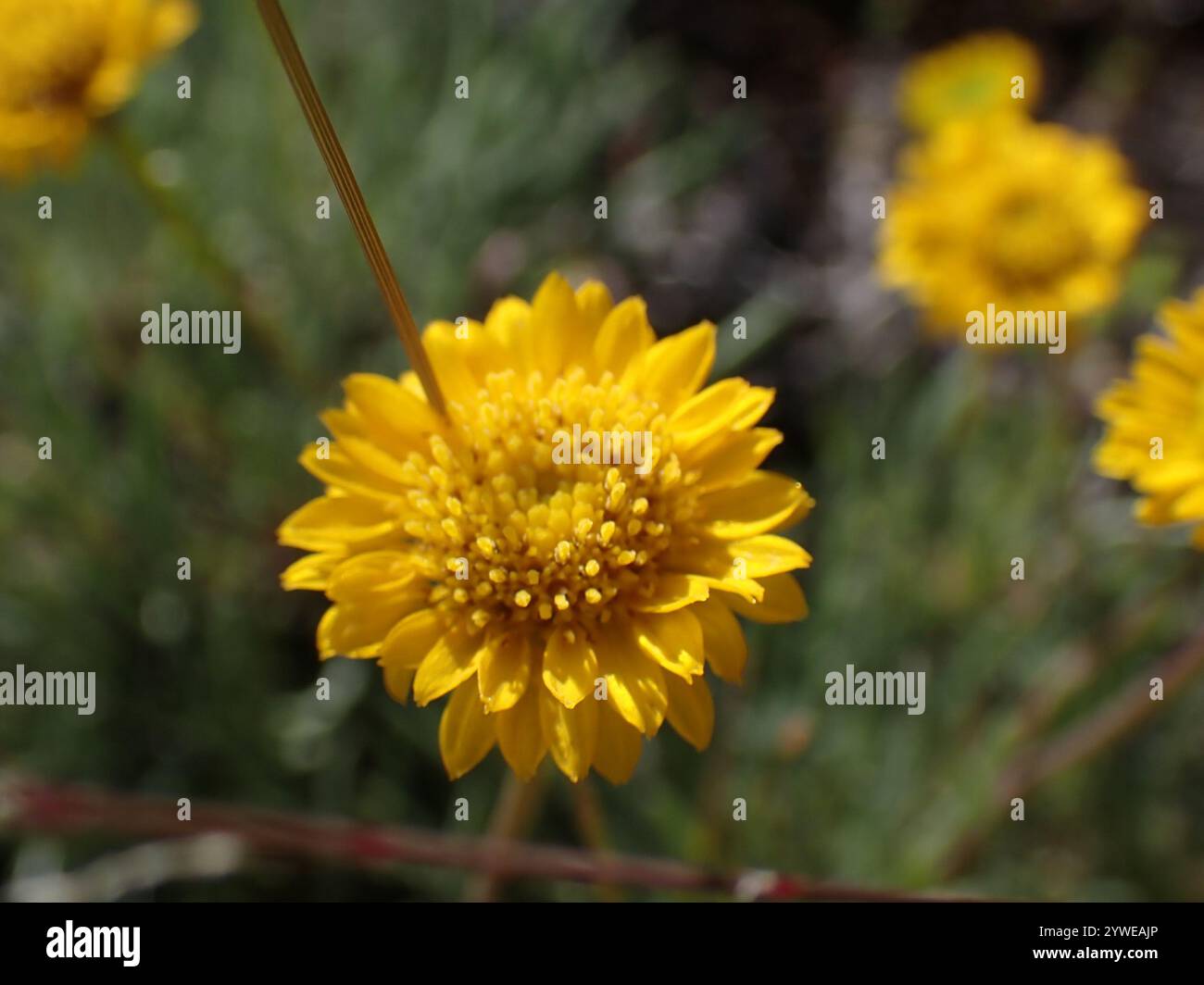 Desert Yellow Fleabane (Erigeron linearis Stock Photo - Alamy