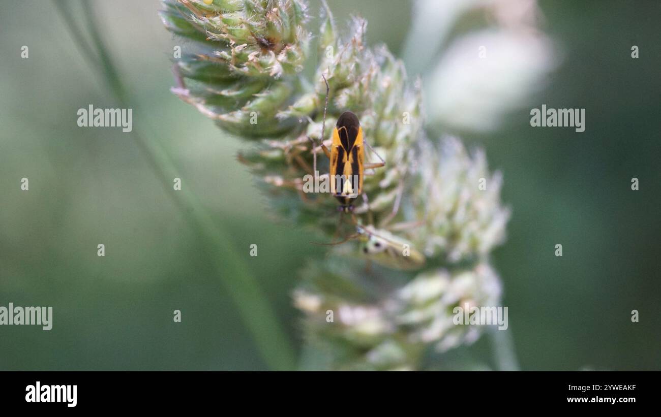 Two-spotted Grass Bug (Stenotus binotatus Stock Photo - Alamy