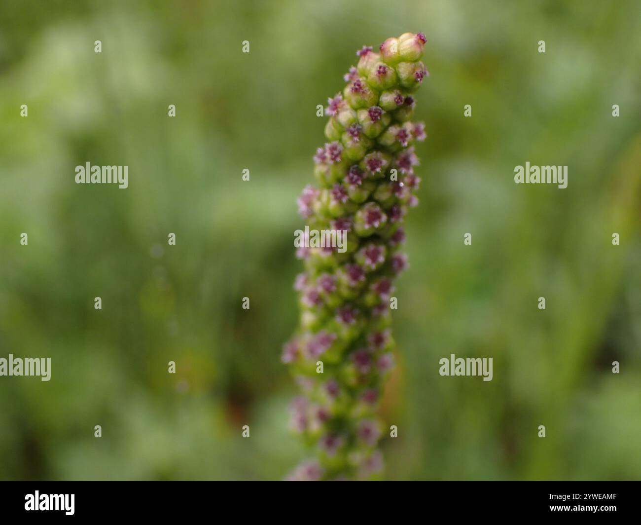 common arrowgrass (Triglochin maritima Stock Photo - Alamy