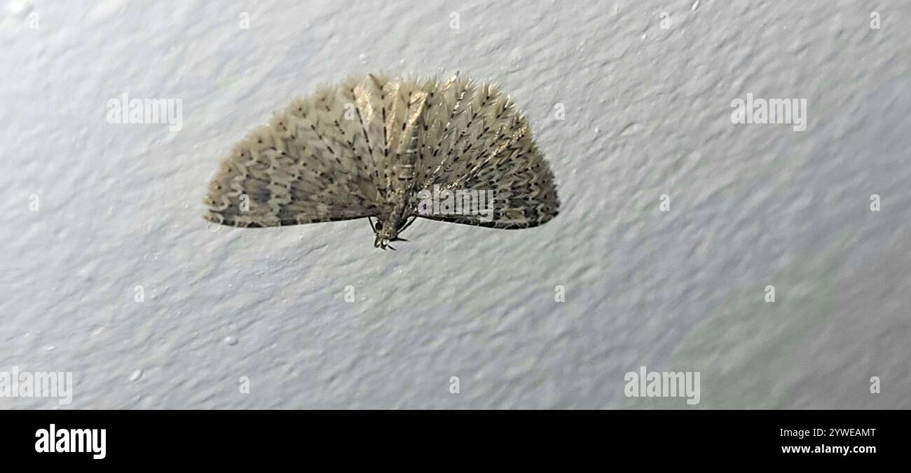 Twenty-plume Moth (Alucita hexadactyla Stock Photo - Alamy