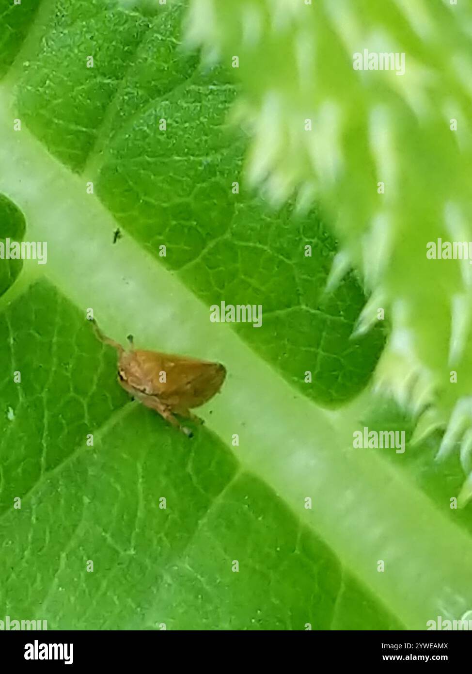 Meadow Spittlebug (Philaenus spumarius Stock Photo - Alamy