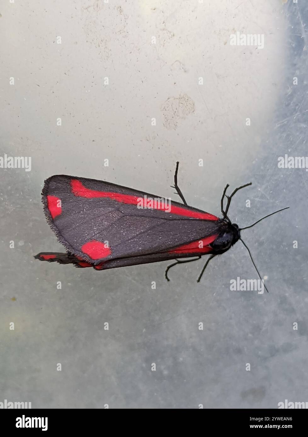 Cinnabar moth (Tyria jacobaeae Stock Photo - Alamy