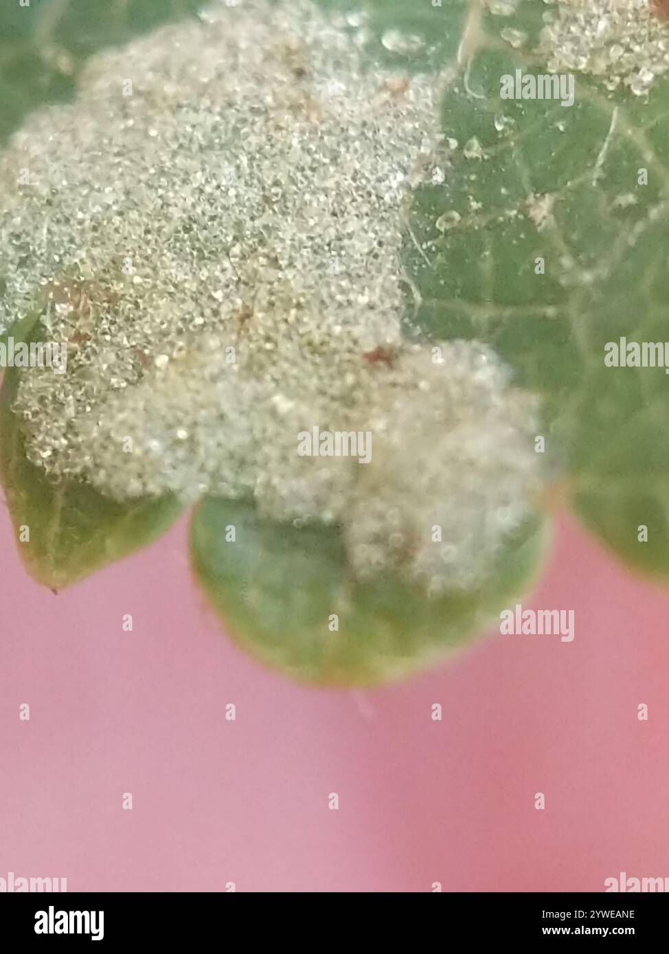 Gall and Rust Mites (Eriophyidae Stock Photo - Alamy