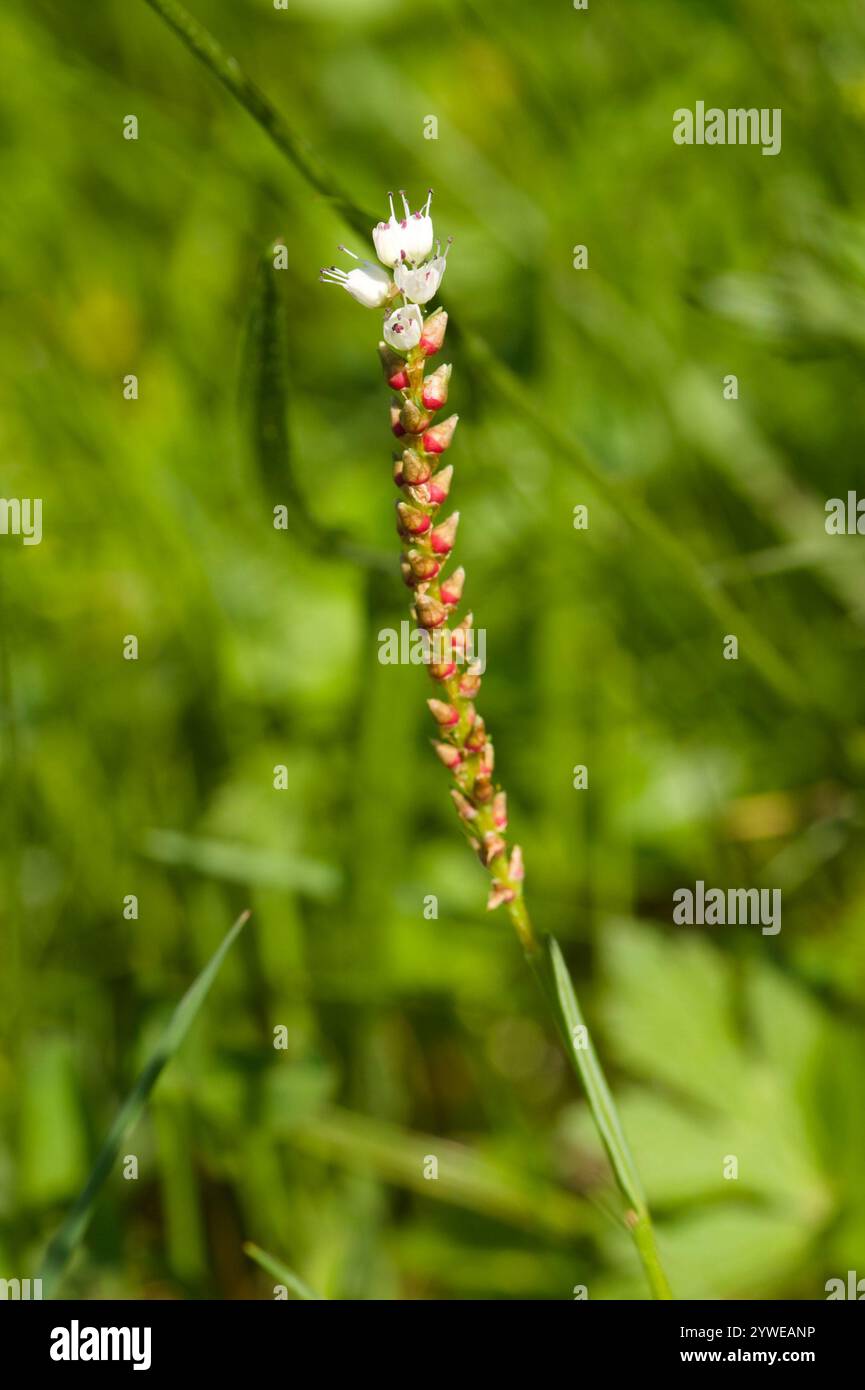 alpine bistort (Bistorta vivipara Stock Photo - Alamy