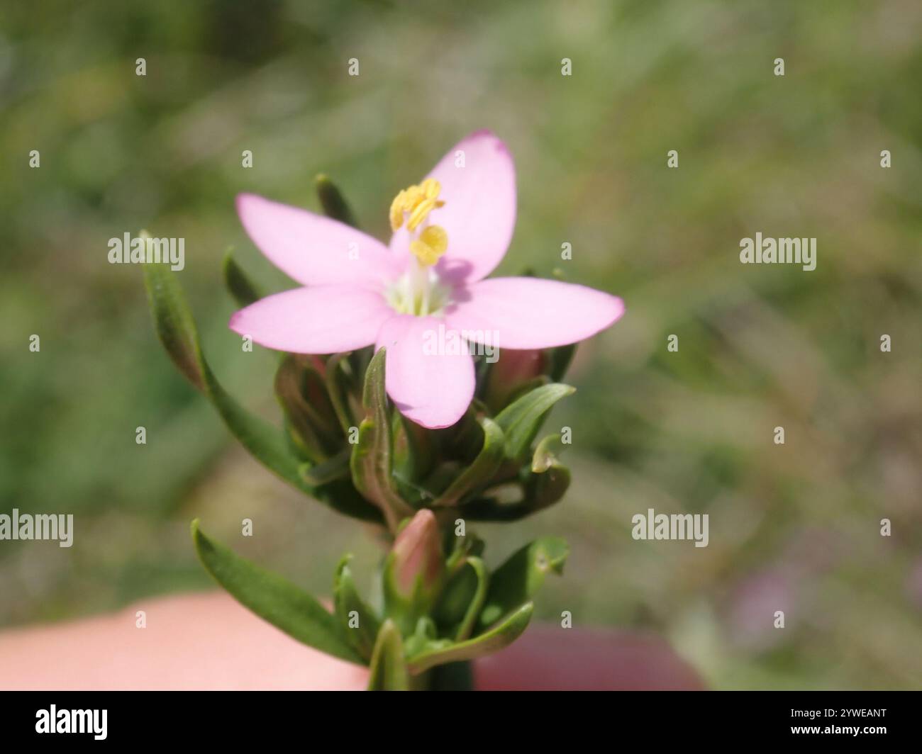 Lesser Centaury (Centaurium pulchellum Stock Photo - Alamy