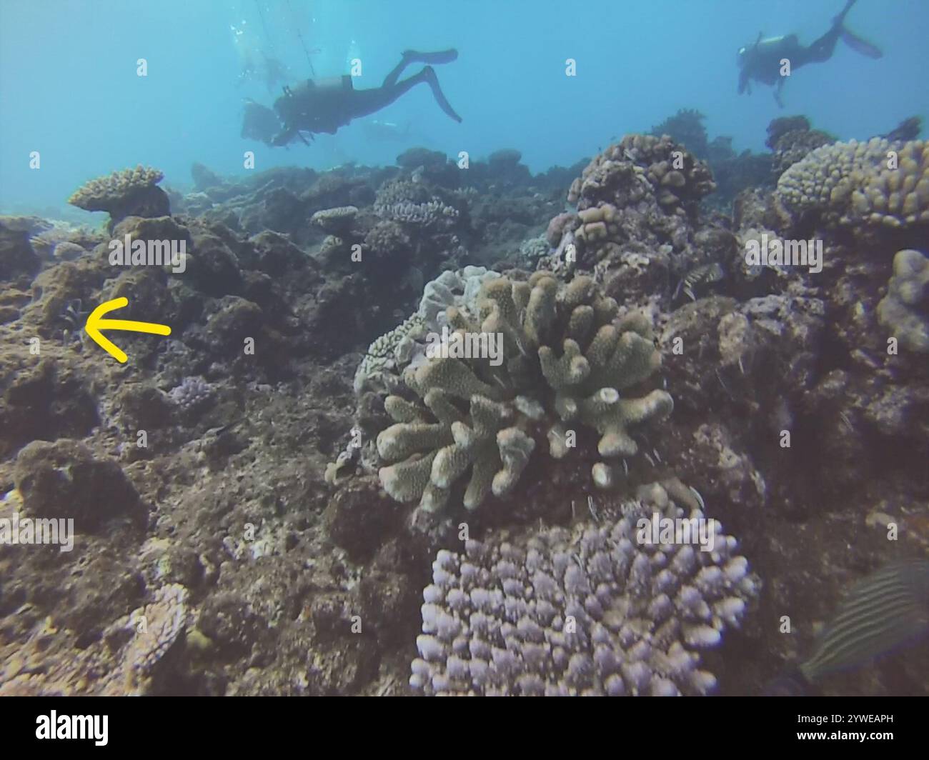 Ray-finned Fishes (Actinopterygii Stock Photo - Alamy