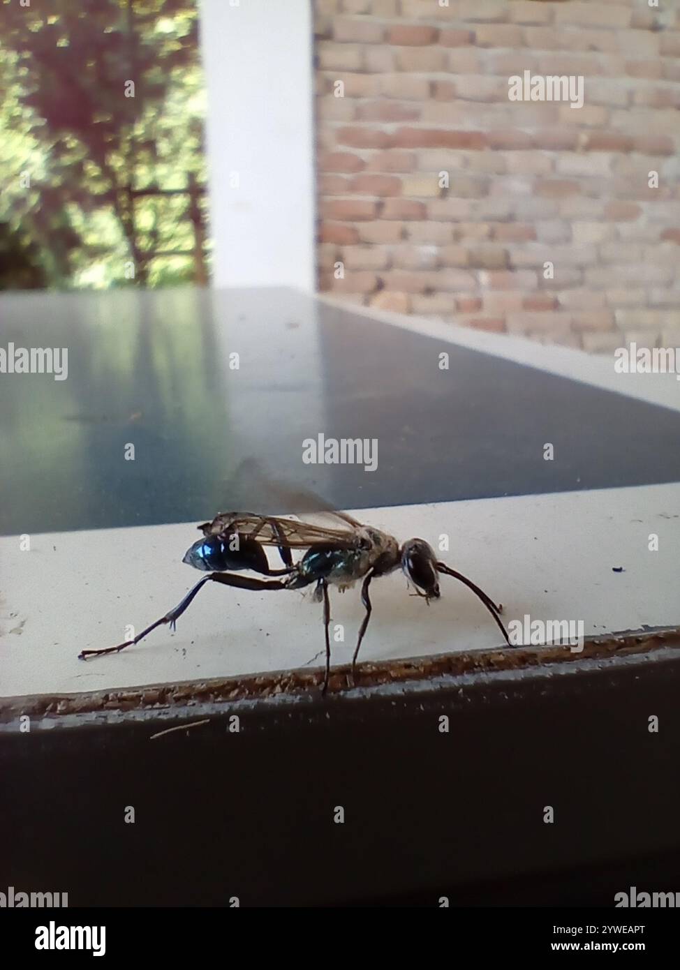 Blue Mud-dauber Wasps (Chalybion Stock Photo - Alamy