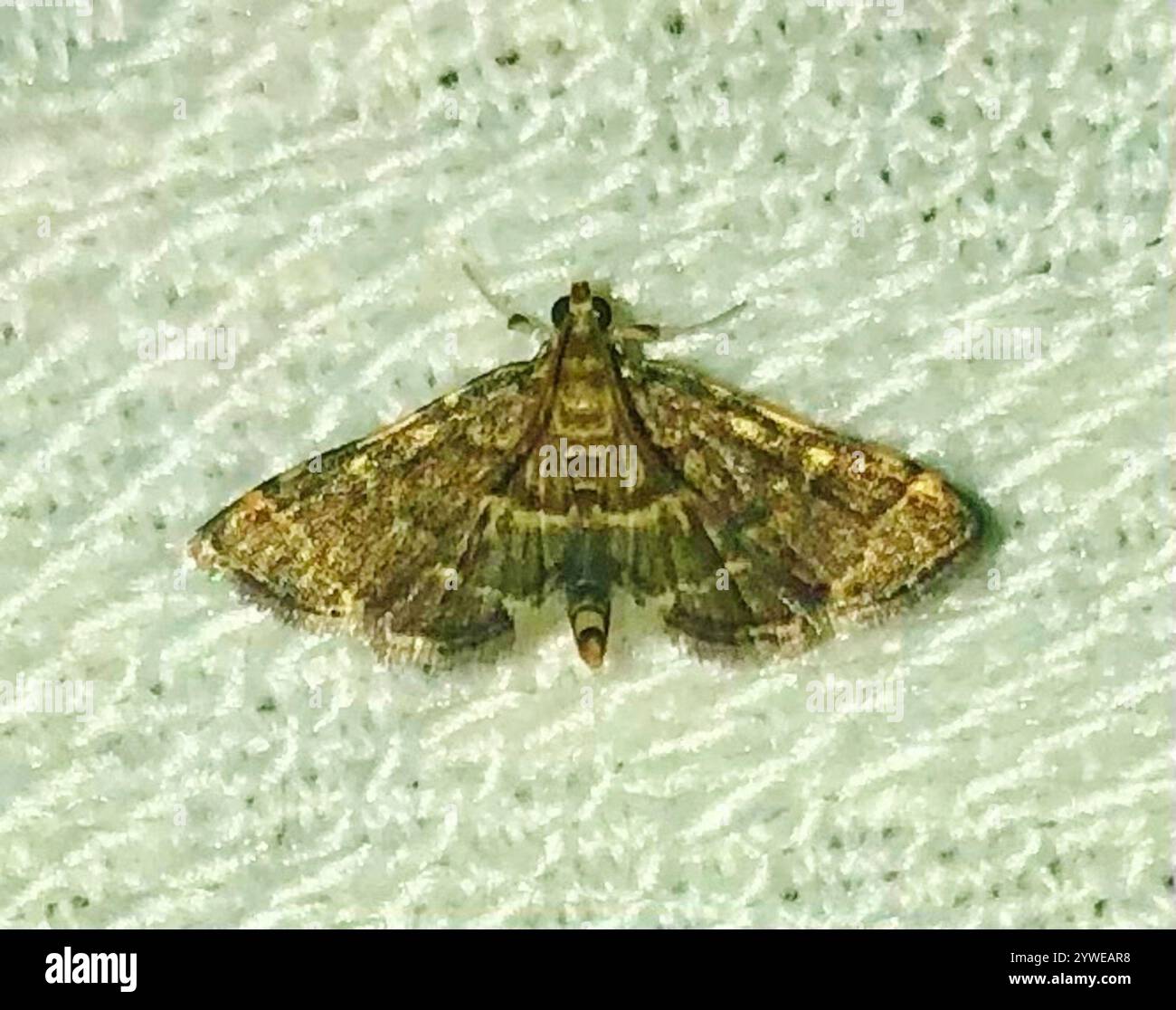 Yellow-spotted Webworm Moth (Anageshna primordialis Stock Photo - Alamy
