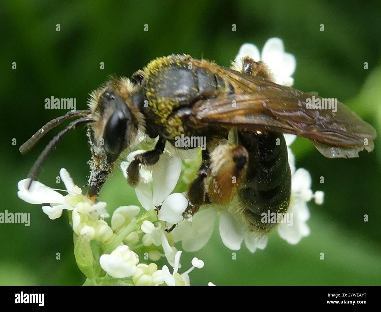 Mining Bees (Andrena Stock Photo - Alamy