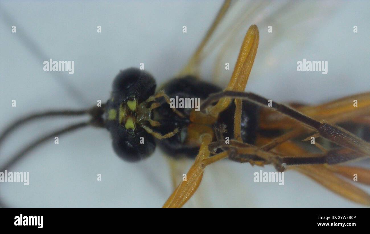 Ichneumonid Wasps (Ichneumonidae Stock Photo - Alamy