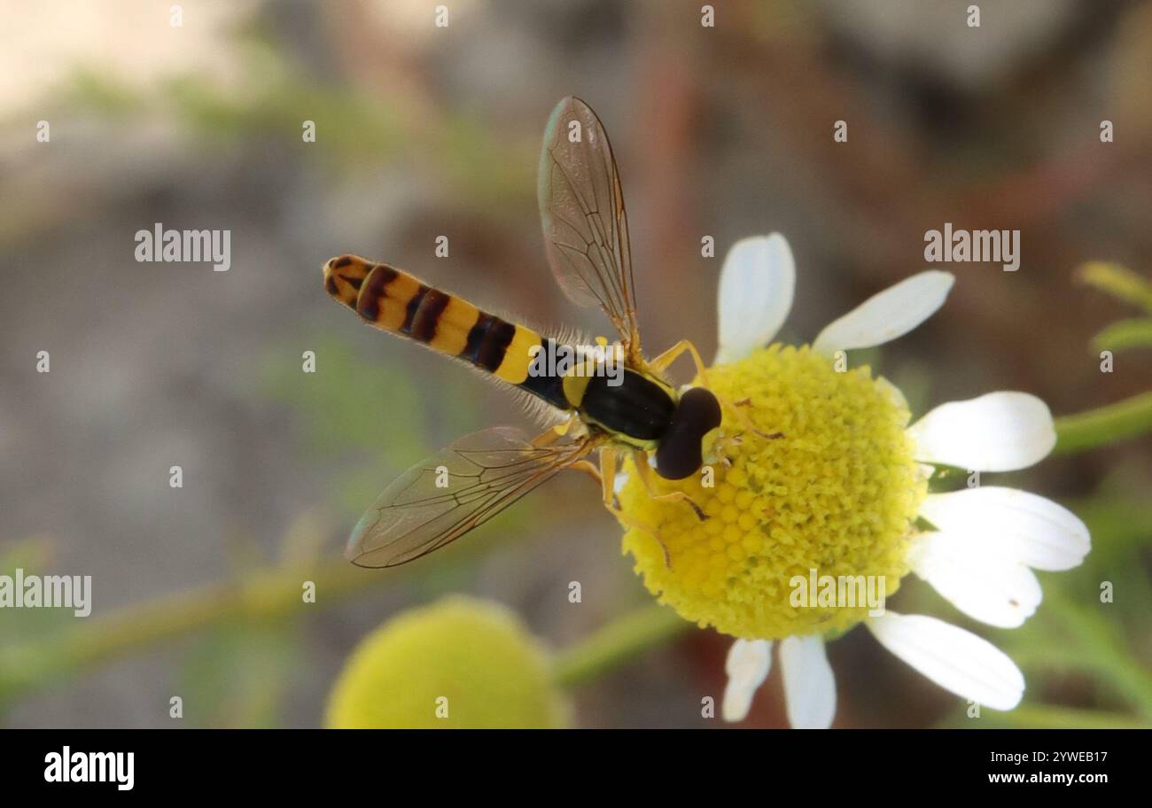 Common Globetail (Sphaerophoria scripta Stock Photo - Alamy