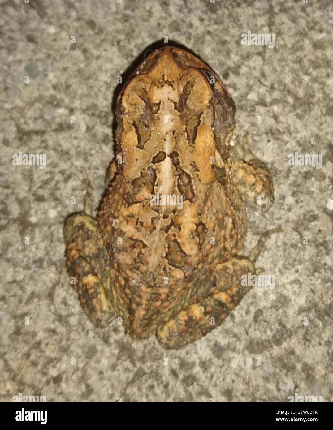 Southern Toad (Anaxyrus terrestris Stock Photo - Alamy