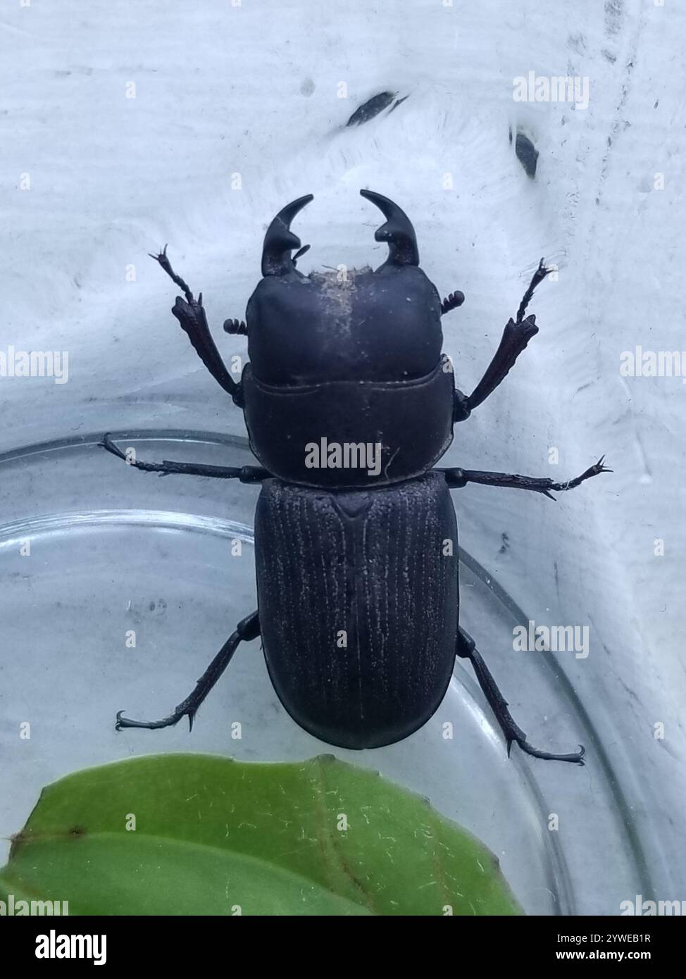 Antelope Beetle (Dorcus parallelus Stock Photo - Alamy