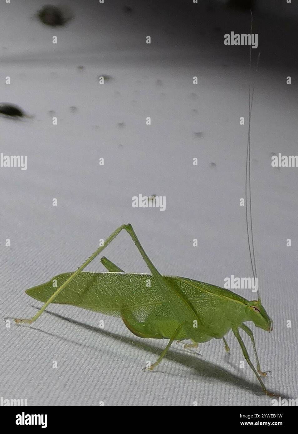 Modest Katydid (Montezumina modesta Stock Photo - Alamy