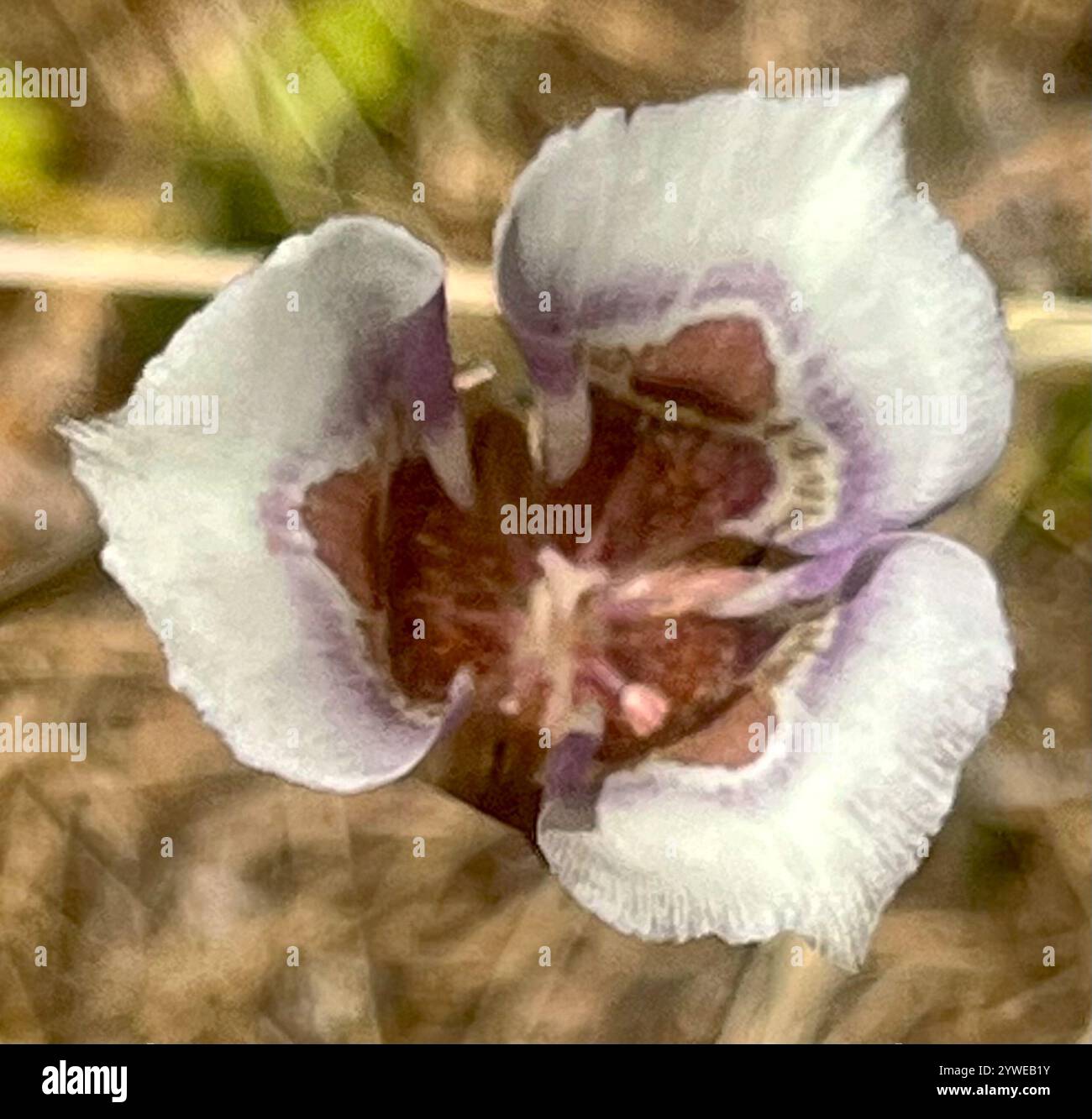 clay mariposa lily (Calochortus argillosus Stock Photo - Alamy