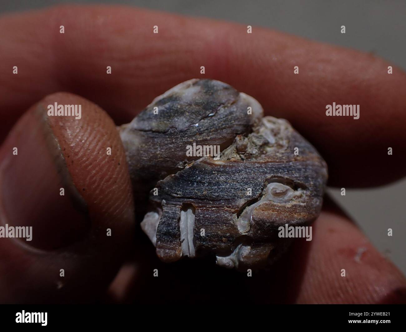 Dusky Tegula (Tegula pulligo Stock Photo - Alamy