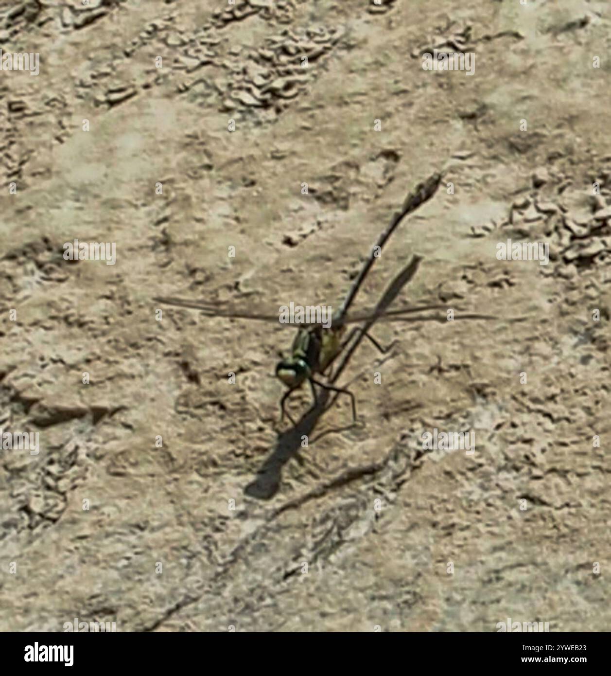 Black-shouldered Spinyleg (Dromogomphus spinosus Stock Photo - Alamy