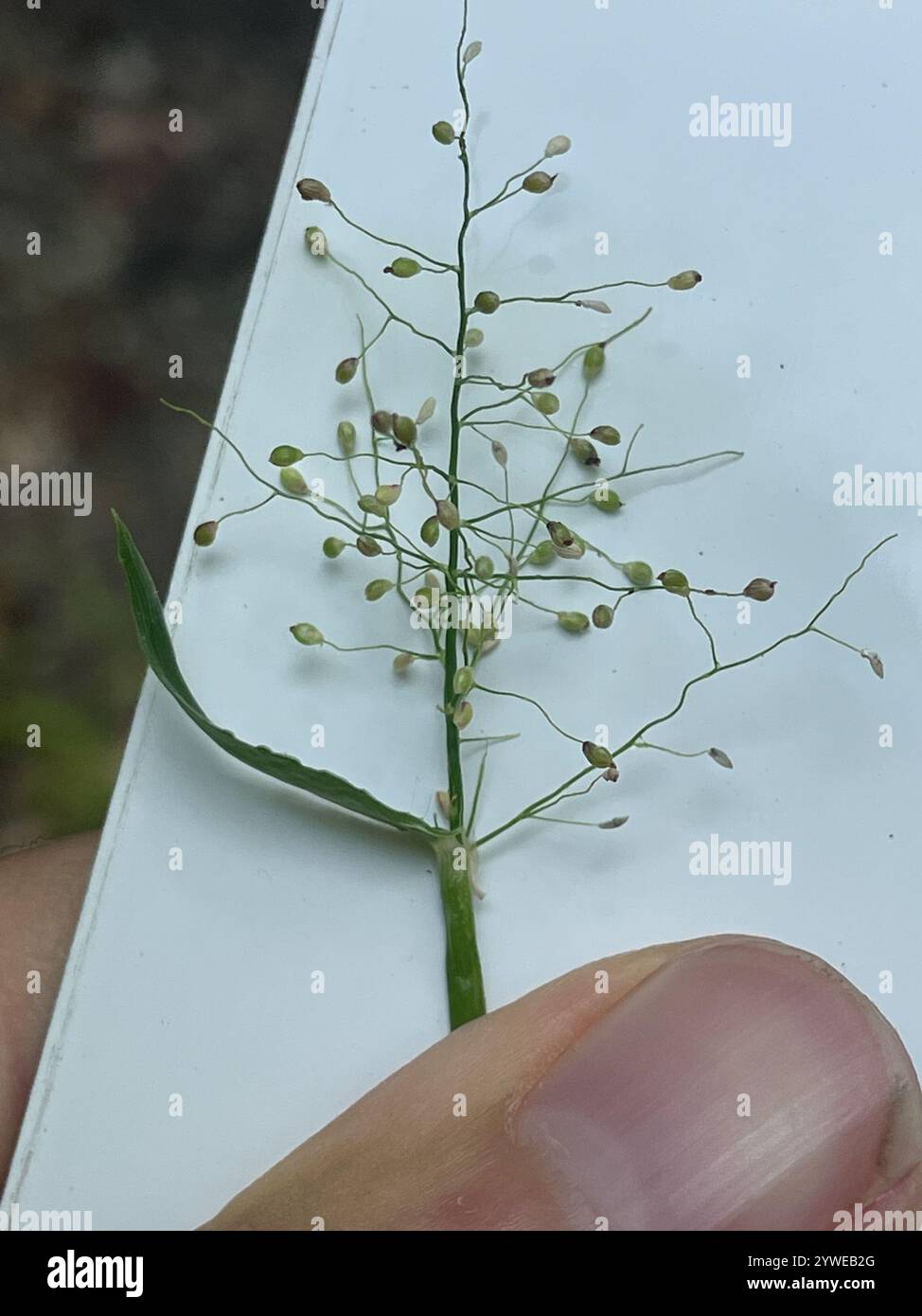 round-fruited rosette-panicgrass (Dichanthelium sphaerocarpon Stock ...