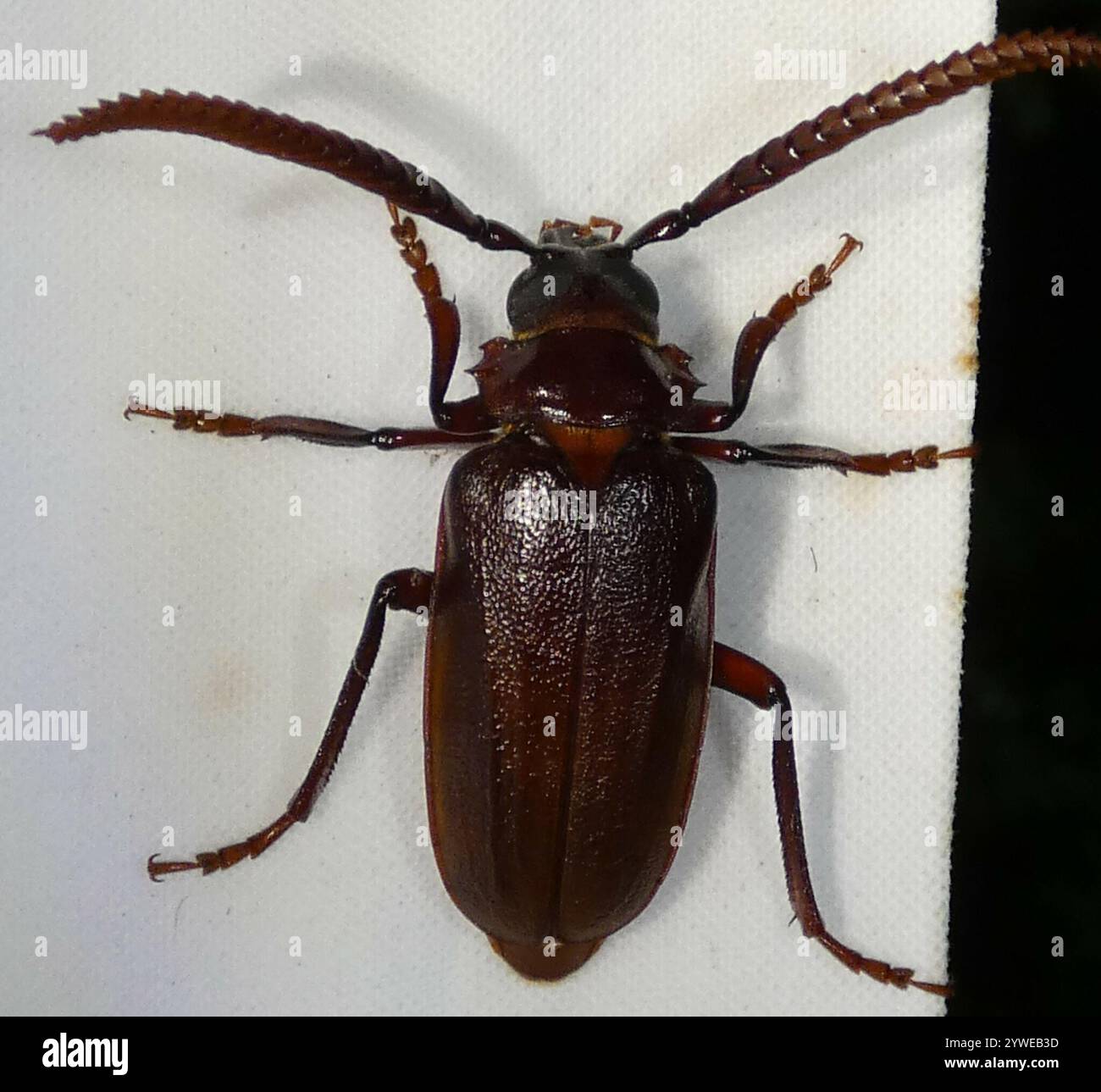 Tile-horned Prionus (Prionus imbricornis Stock Photo - Alamy