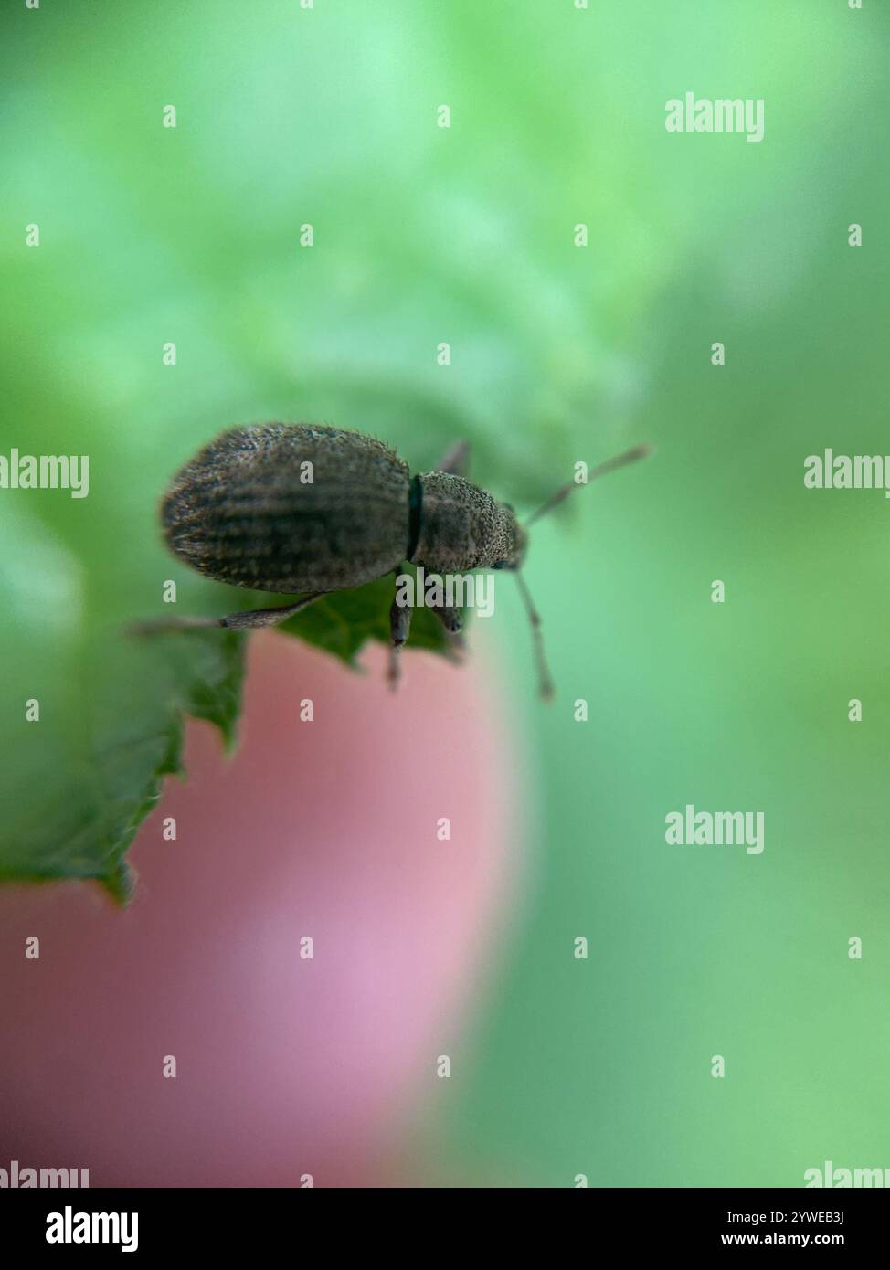 Strawberry Root Weevil (Sciaphilus asperatus Stock Photo - Alamy