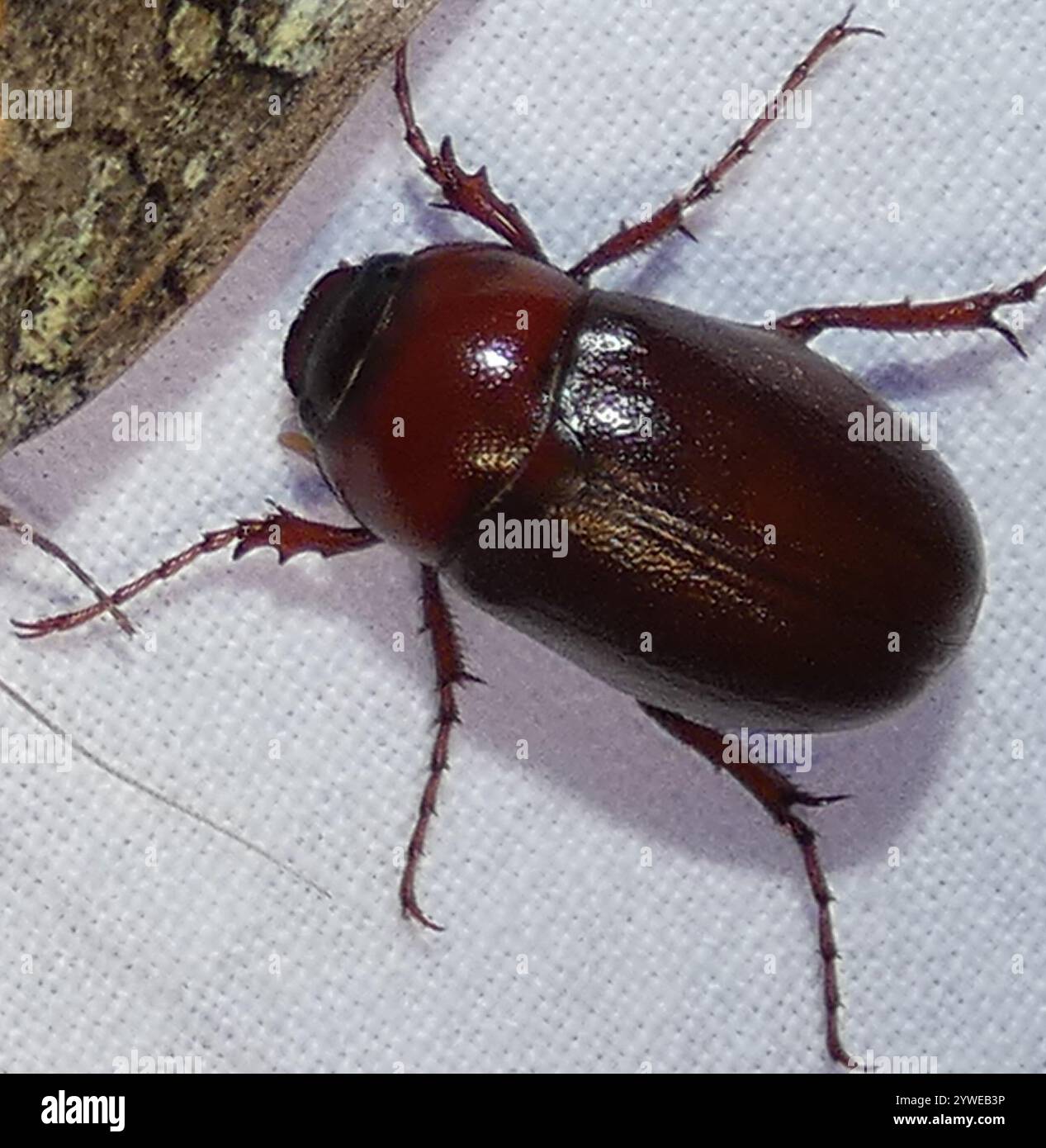 June Beetles (Melolonthinae Stock Photo - Alamy