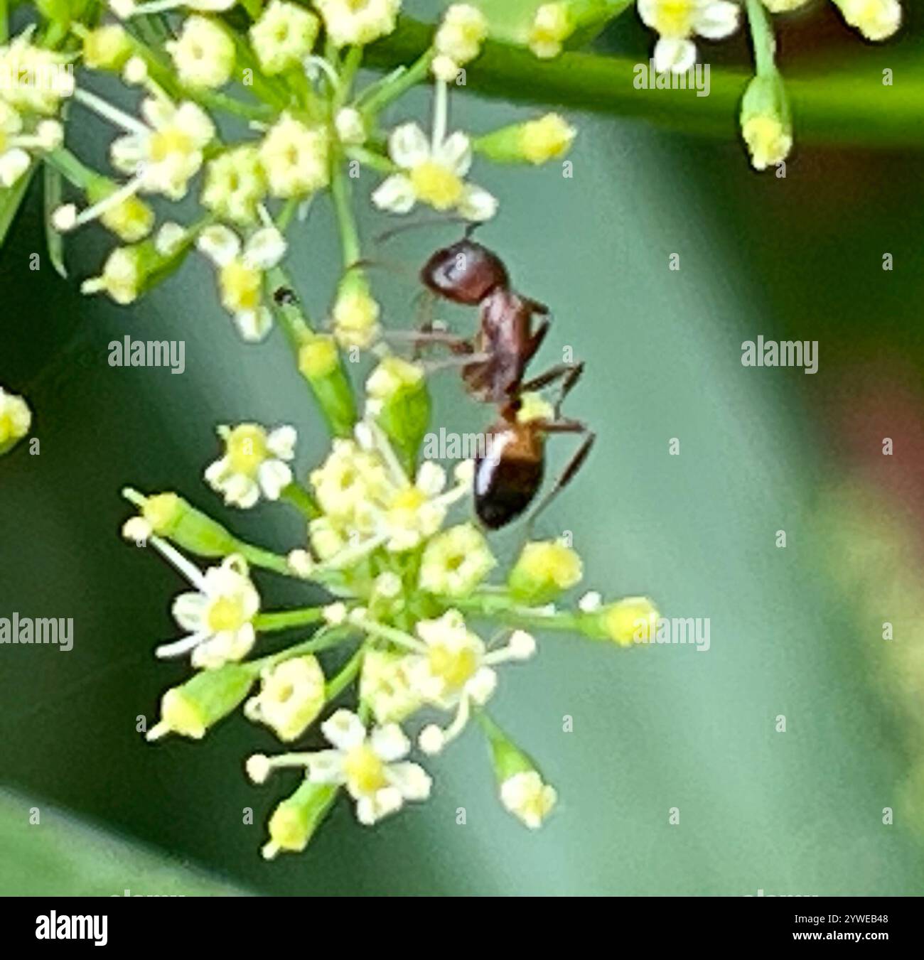 Bearded Carpenter ant (Camponotus subbarbatus Stock Photo - Alamy