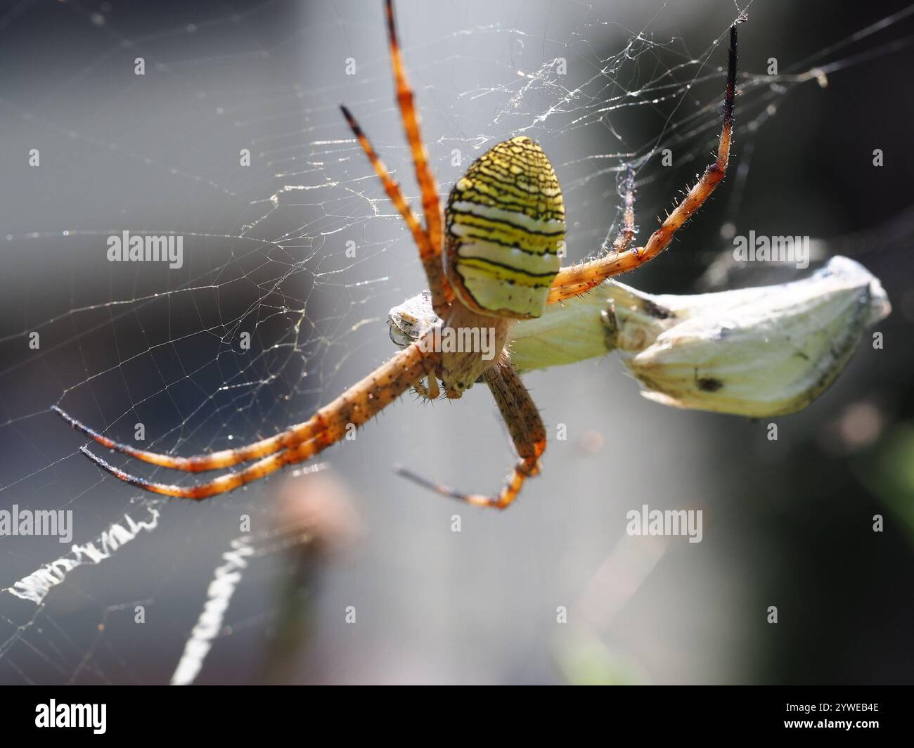 Oval Saint Andrew's Cross Spider (Argiope aemula Stock Photo - Alamy