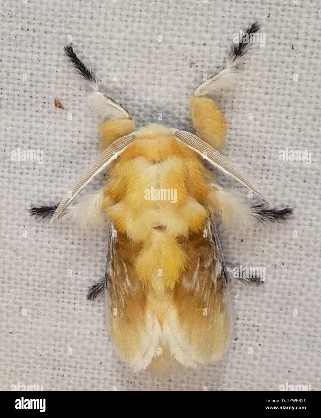 Southern Flannel Moth (Megalopyge opercularis Stock Photo - Alamy
