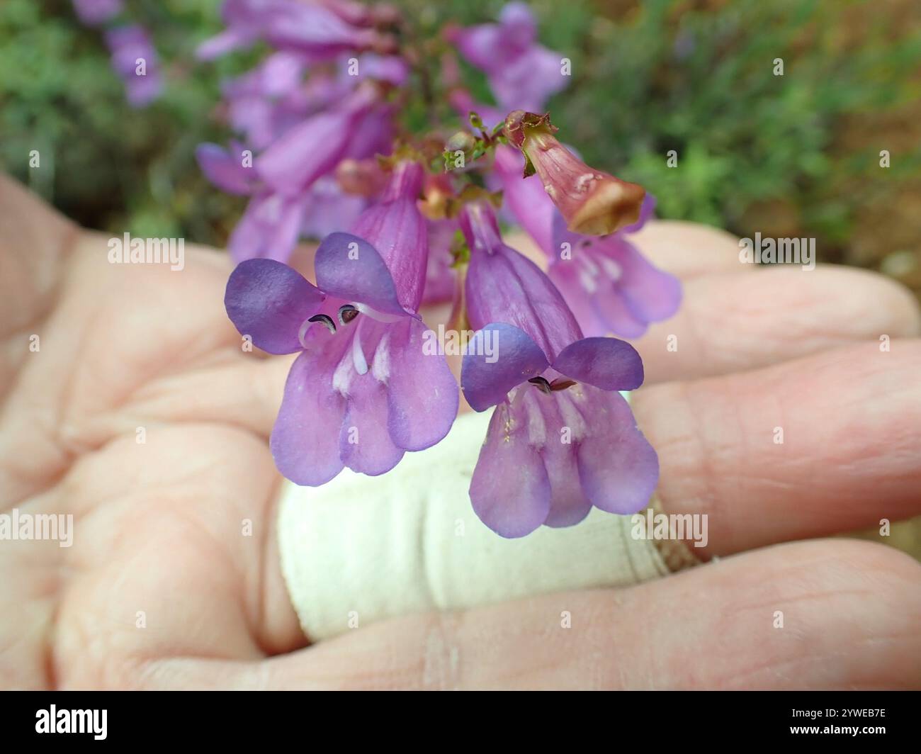 Short Stalk Penstemon (Penstemon parvulus Stock Photo - Alamy