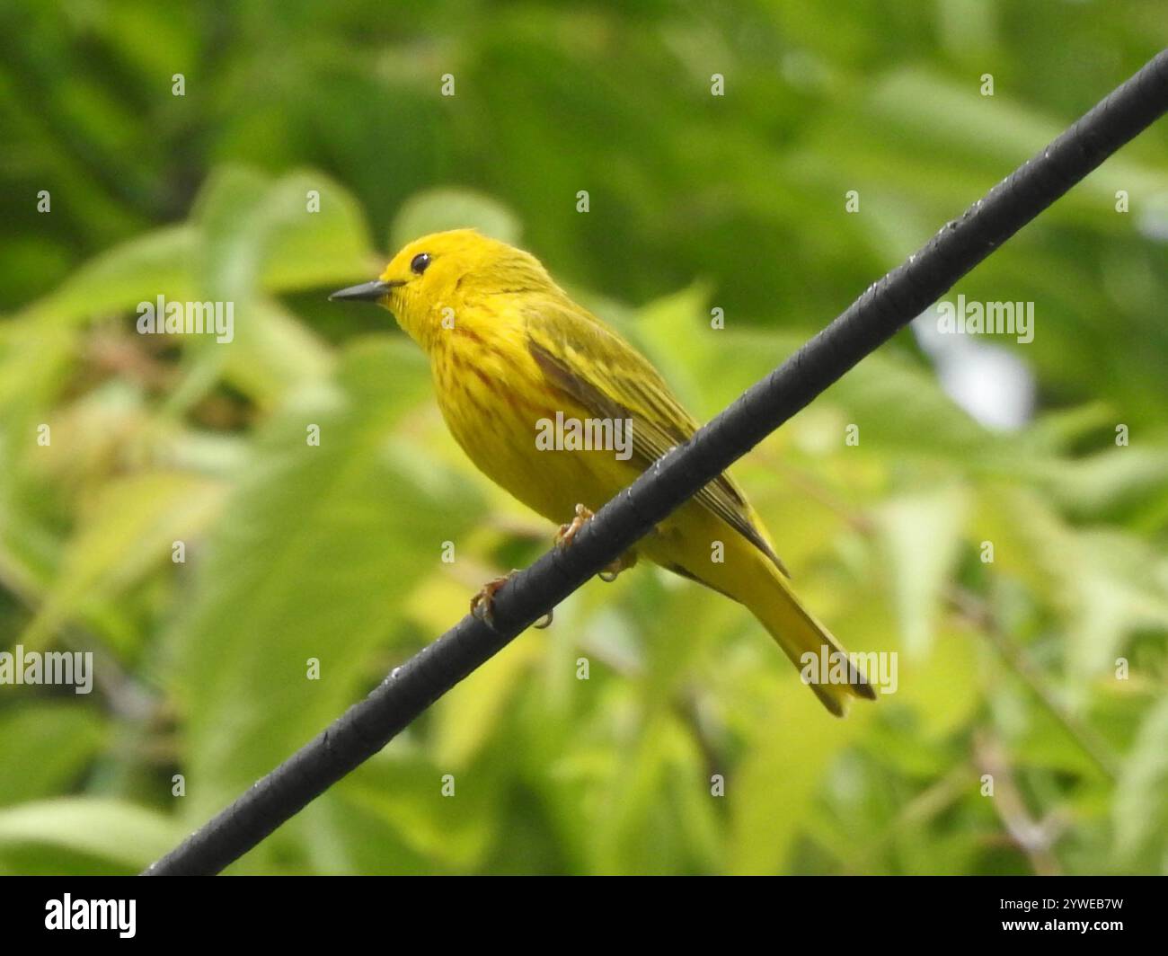 Yellow Warbler (Setophaga petechia Stock Photo - Alamy