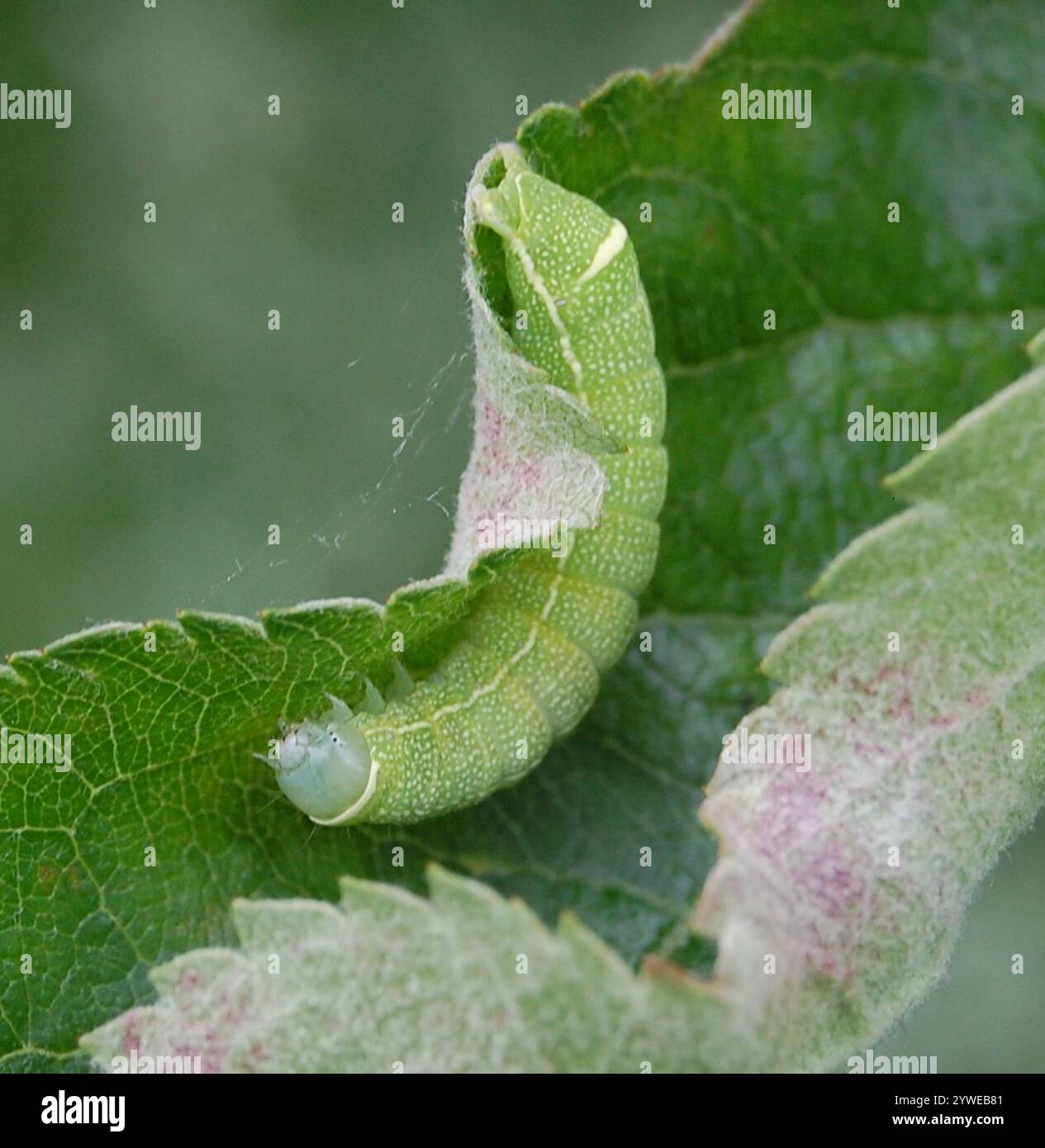 Common Quaker (Orthosia cerasi Stock Photo - Alamy