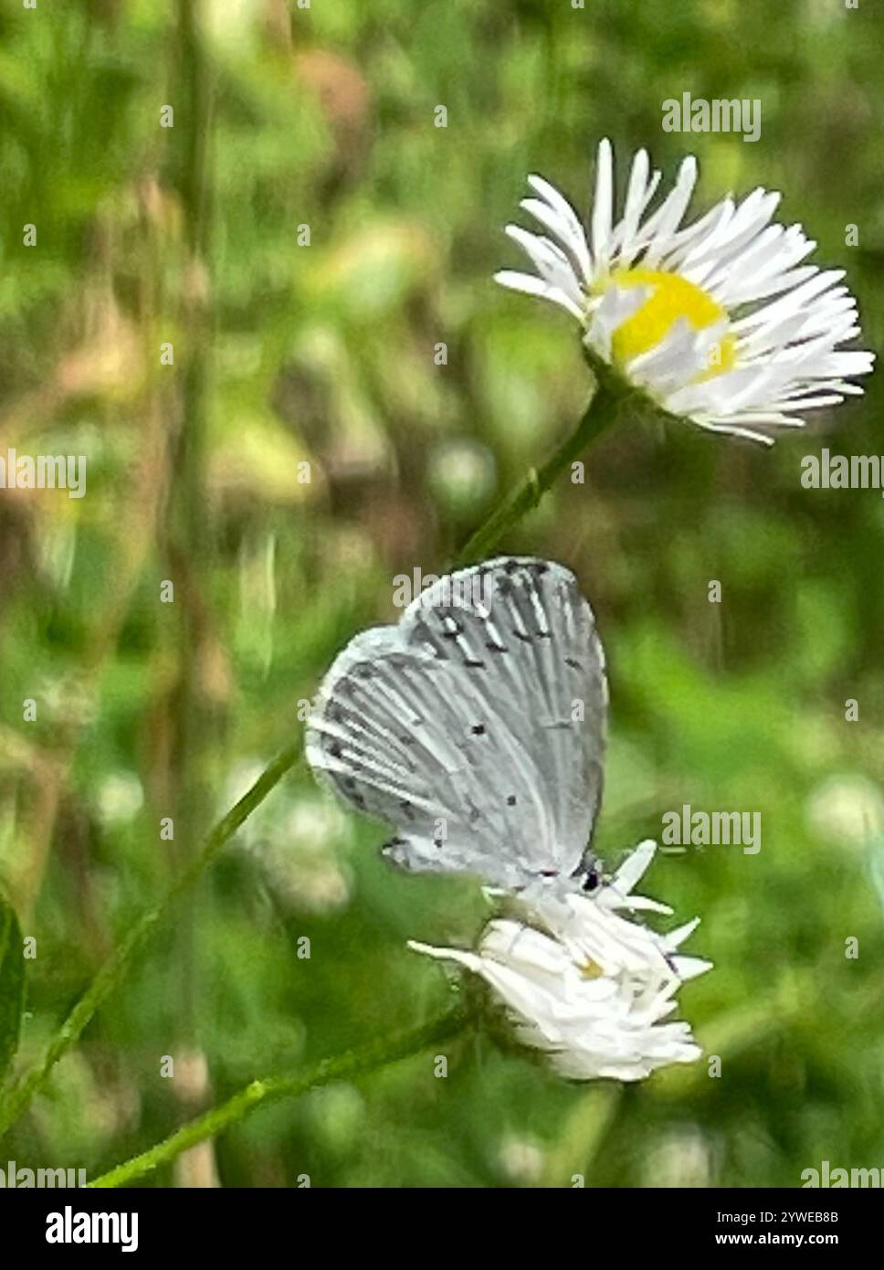 Summer Azure (Celastrina neglecta Stock Photo - Alamy