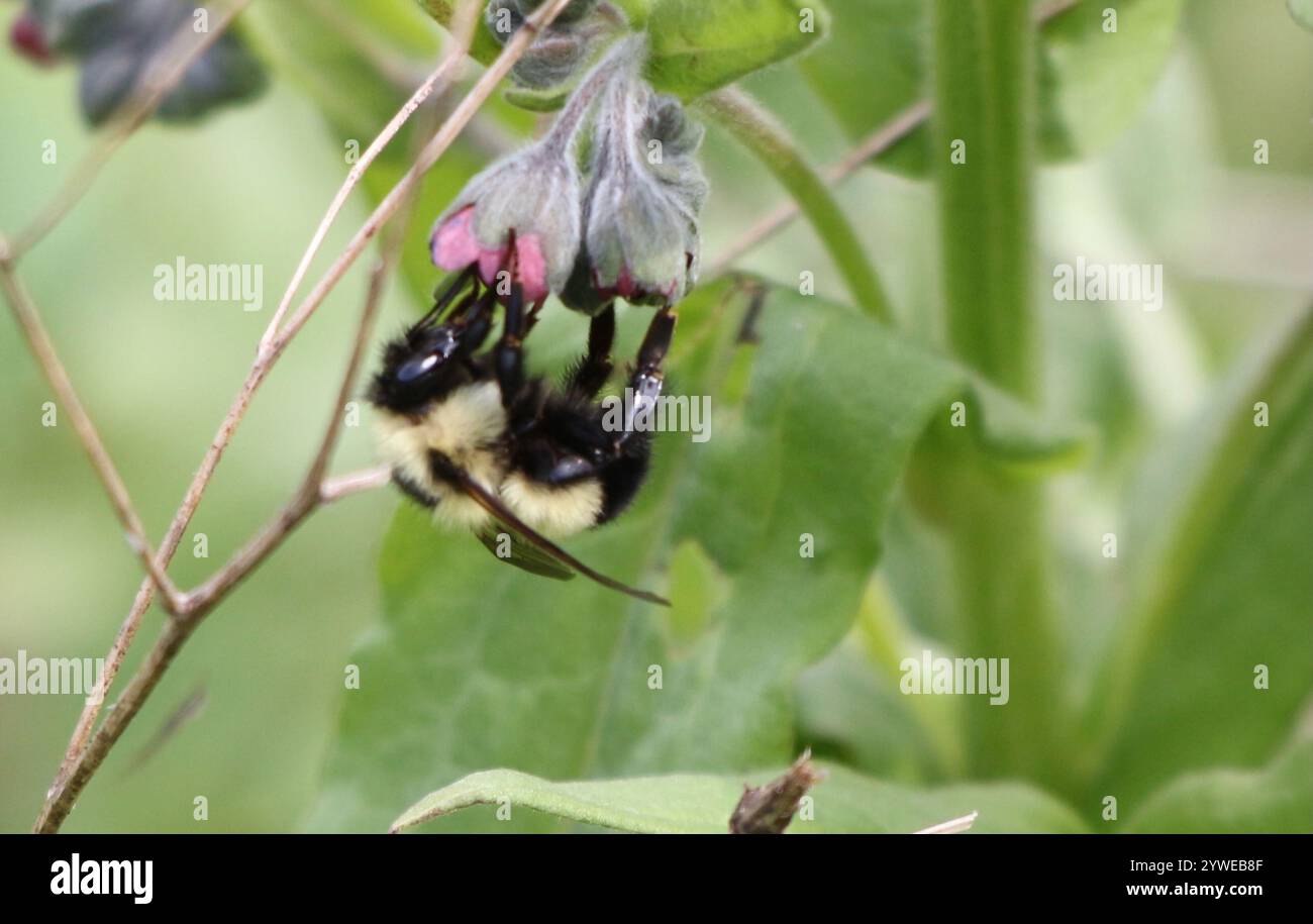 Half-black Bumble Bee (Bombus vagans Stock Photo - Alamy