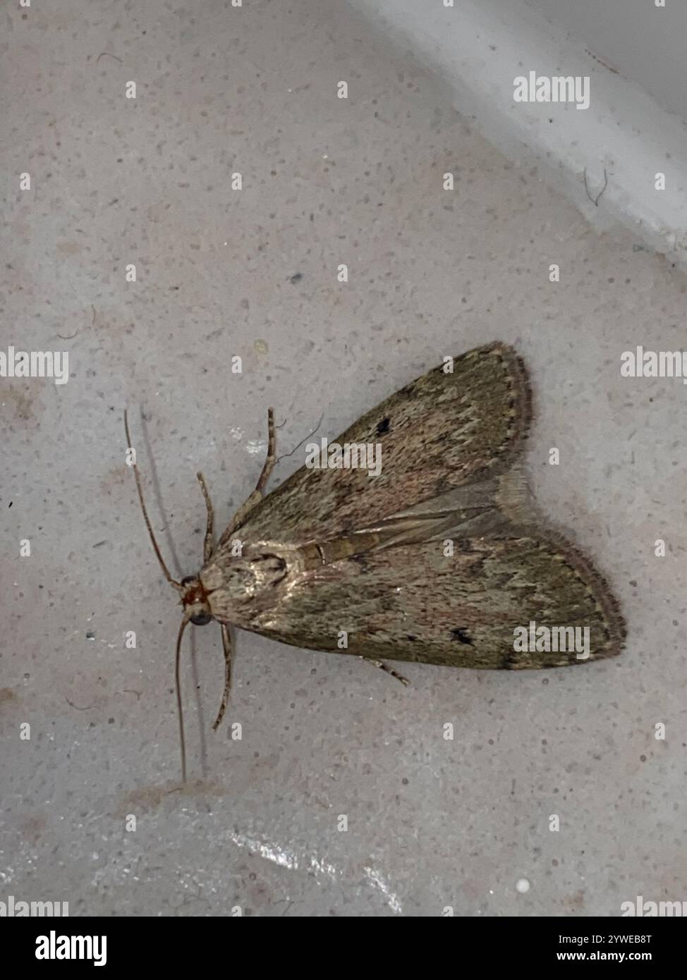 Bee Moth (Aphomia sociella Stock Photo - Alamy